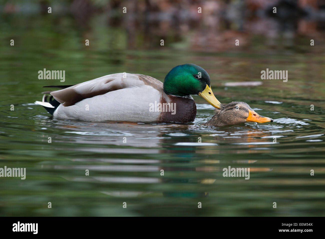 Mating mallards hi-res stock photography and images - Alamy
