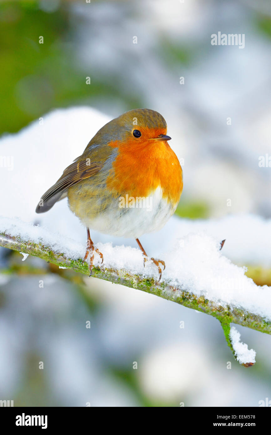 Robin on snowy branch hi-res stock photography and images - Alamy