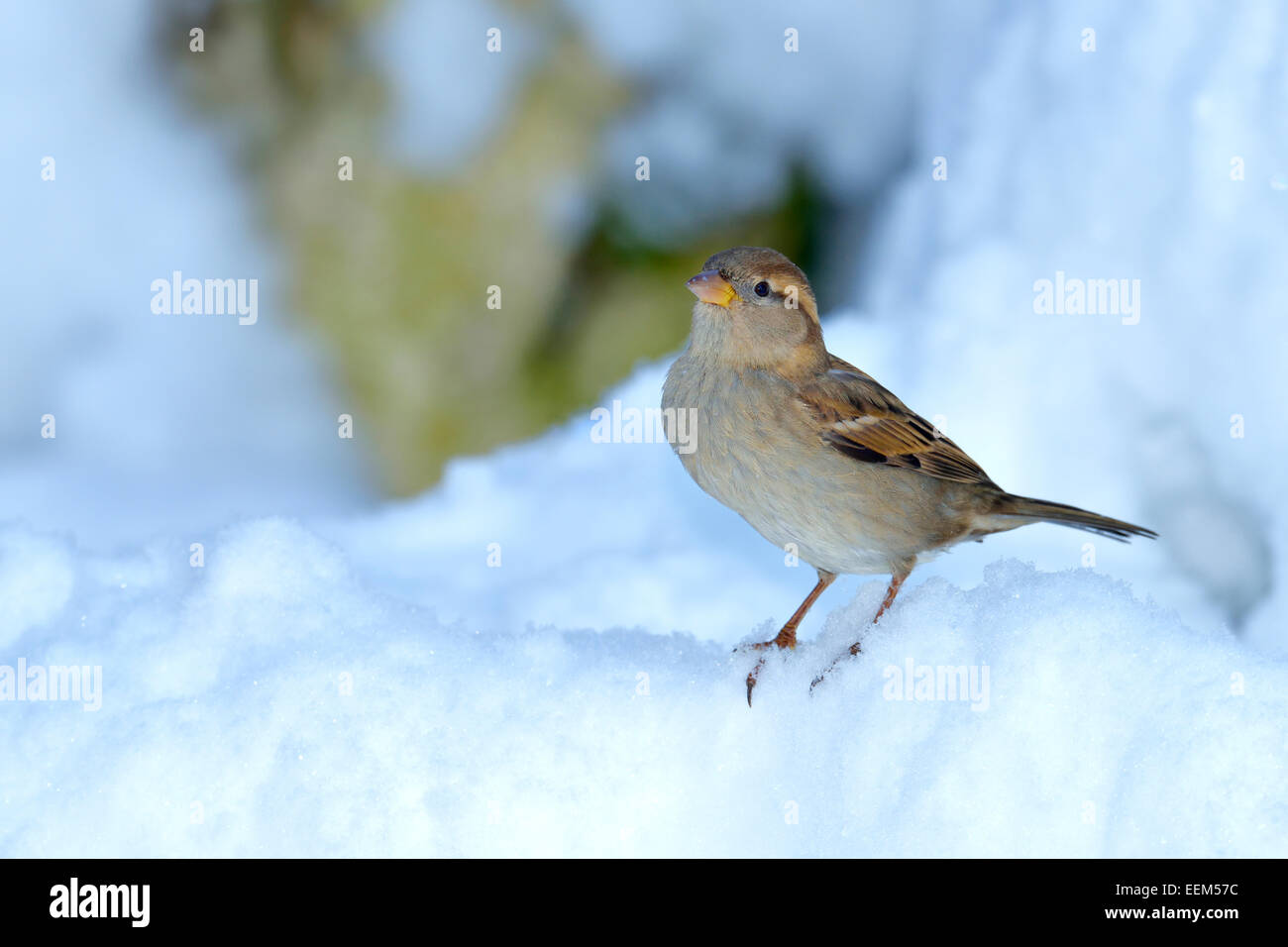 Female english sparrow hi-res stock photography and images - Alamy Female english sparrow hi-res stock photography and images - Alamy