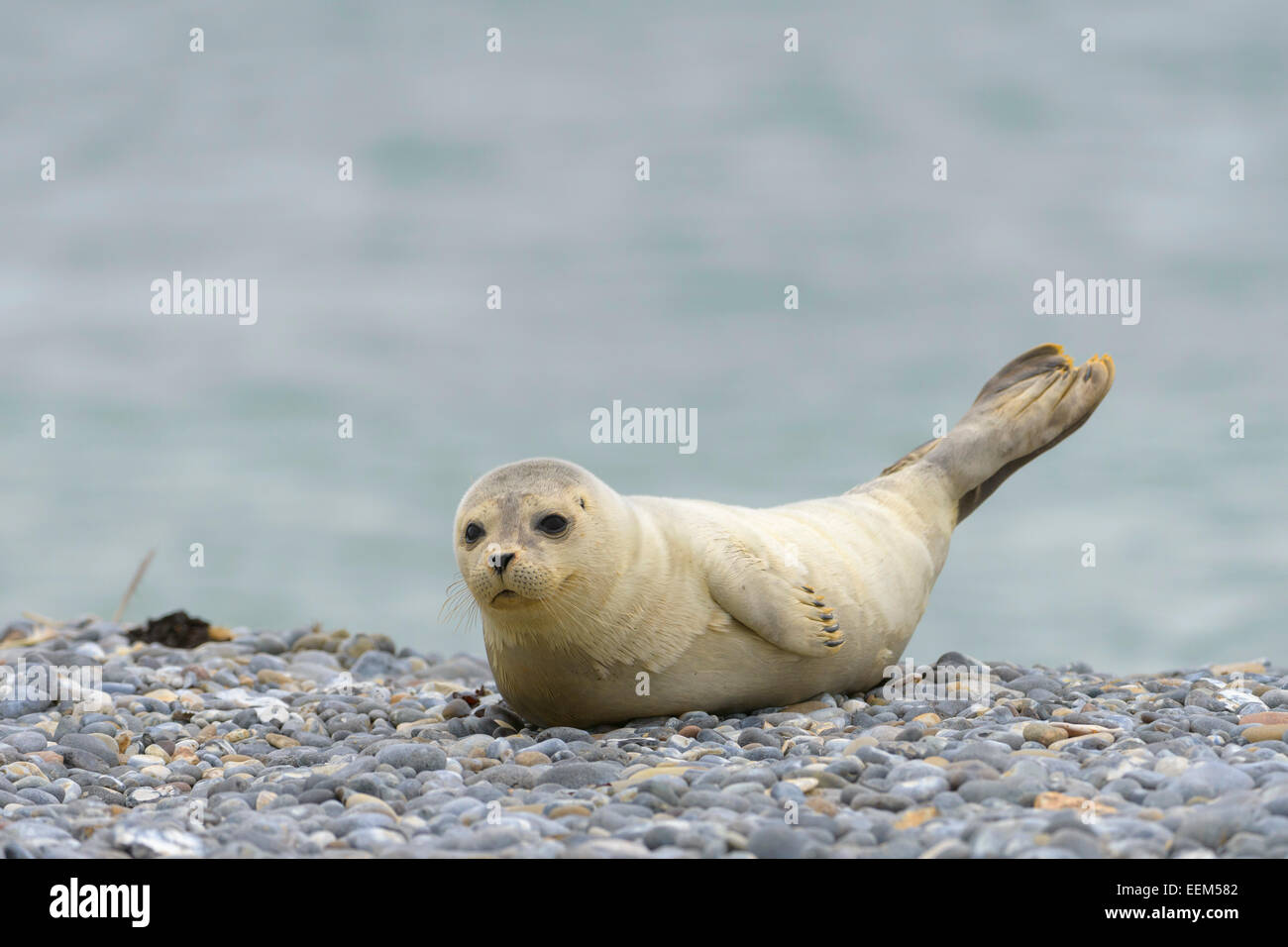 Harbor seal pup pebble beach hi-res stock photography and images - Alamy