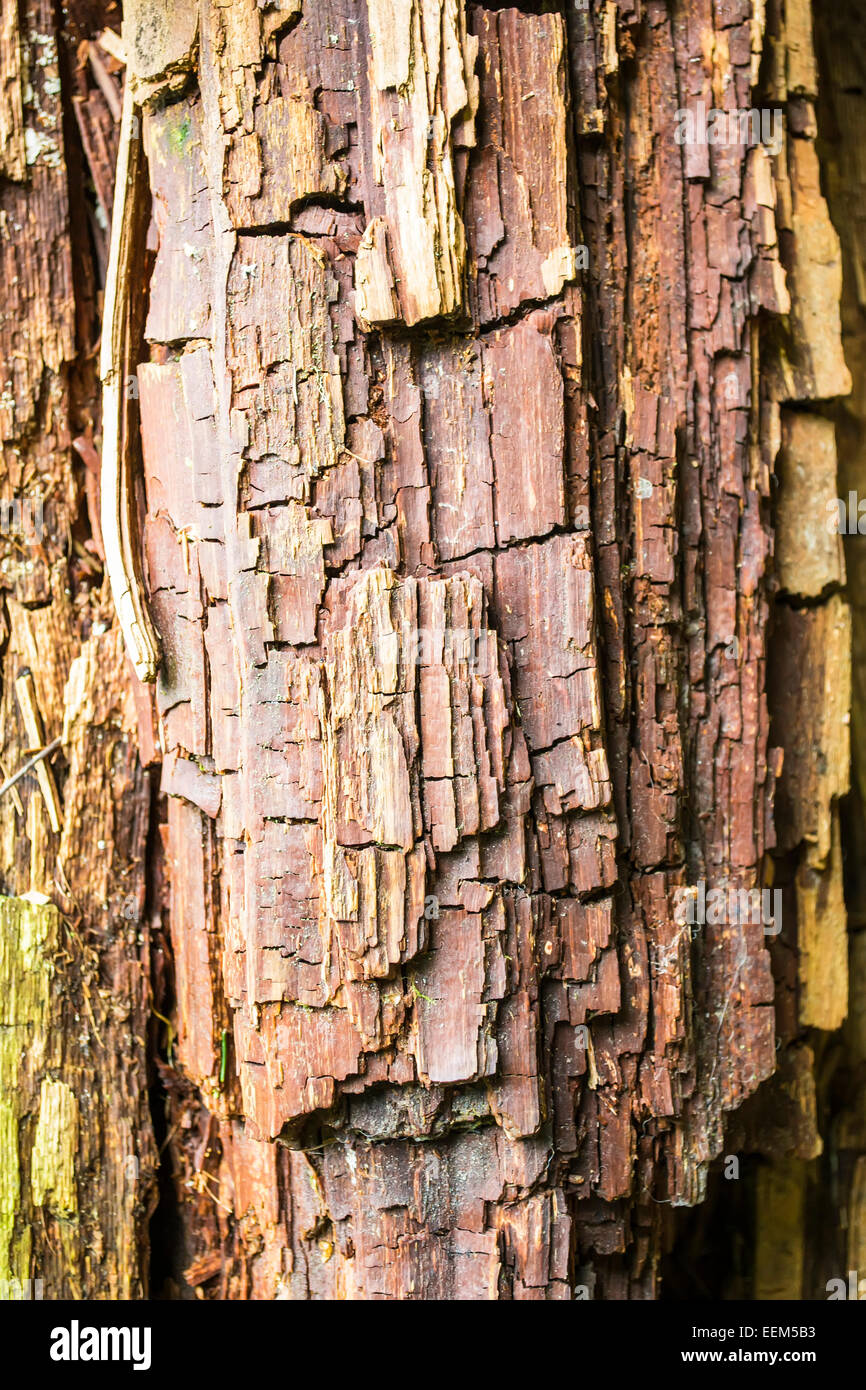 Rotten tree trunk with chipped layers of wood, texture Stock Photo - Alamy