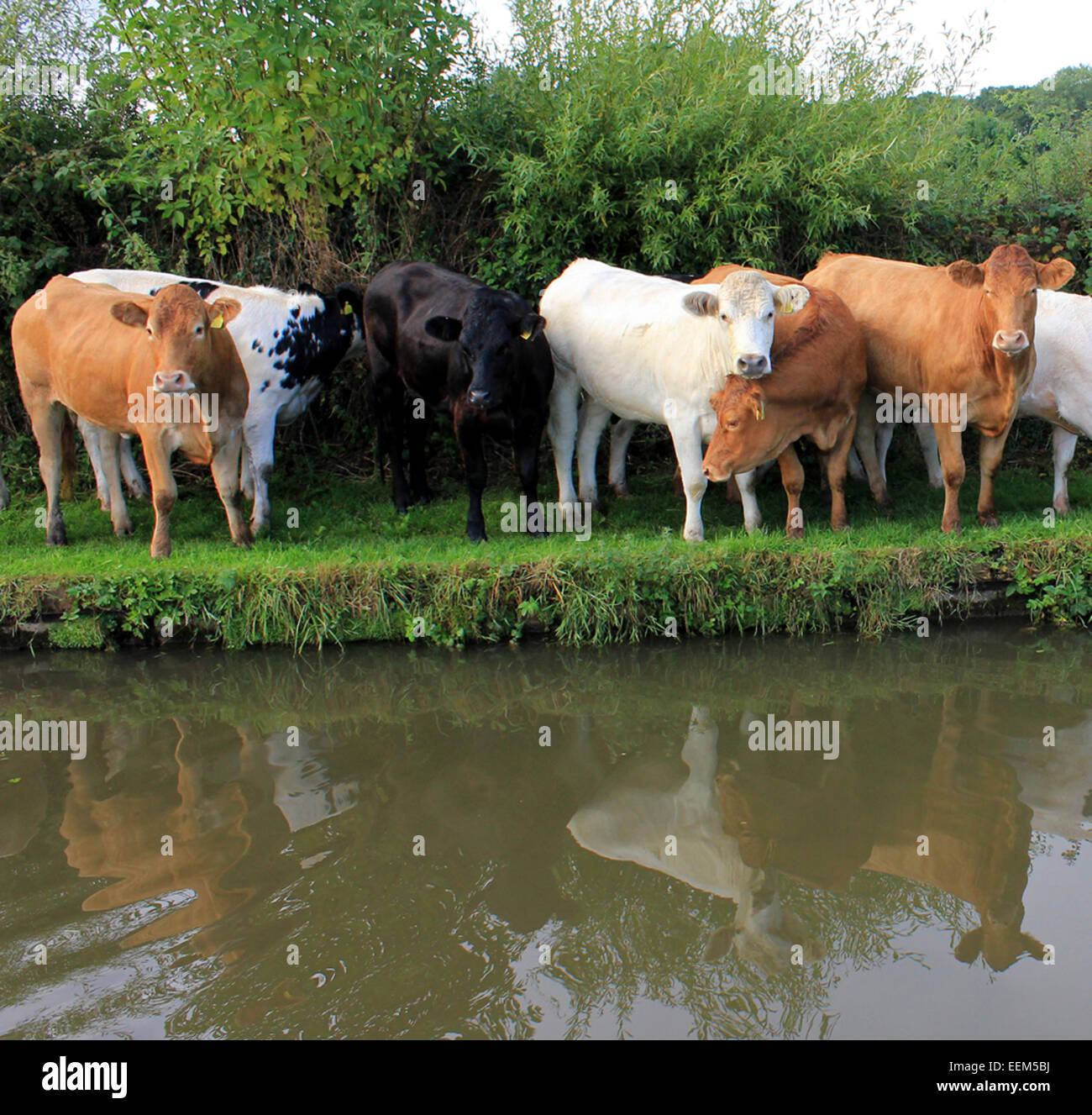 A herd of young bullocks have escaped from their field and are having a ...