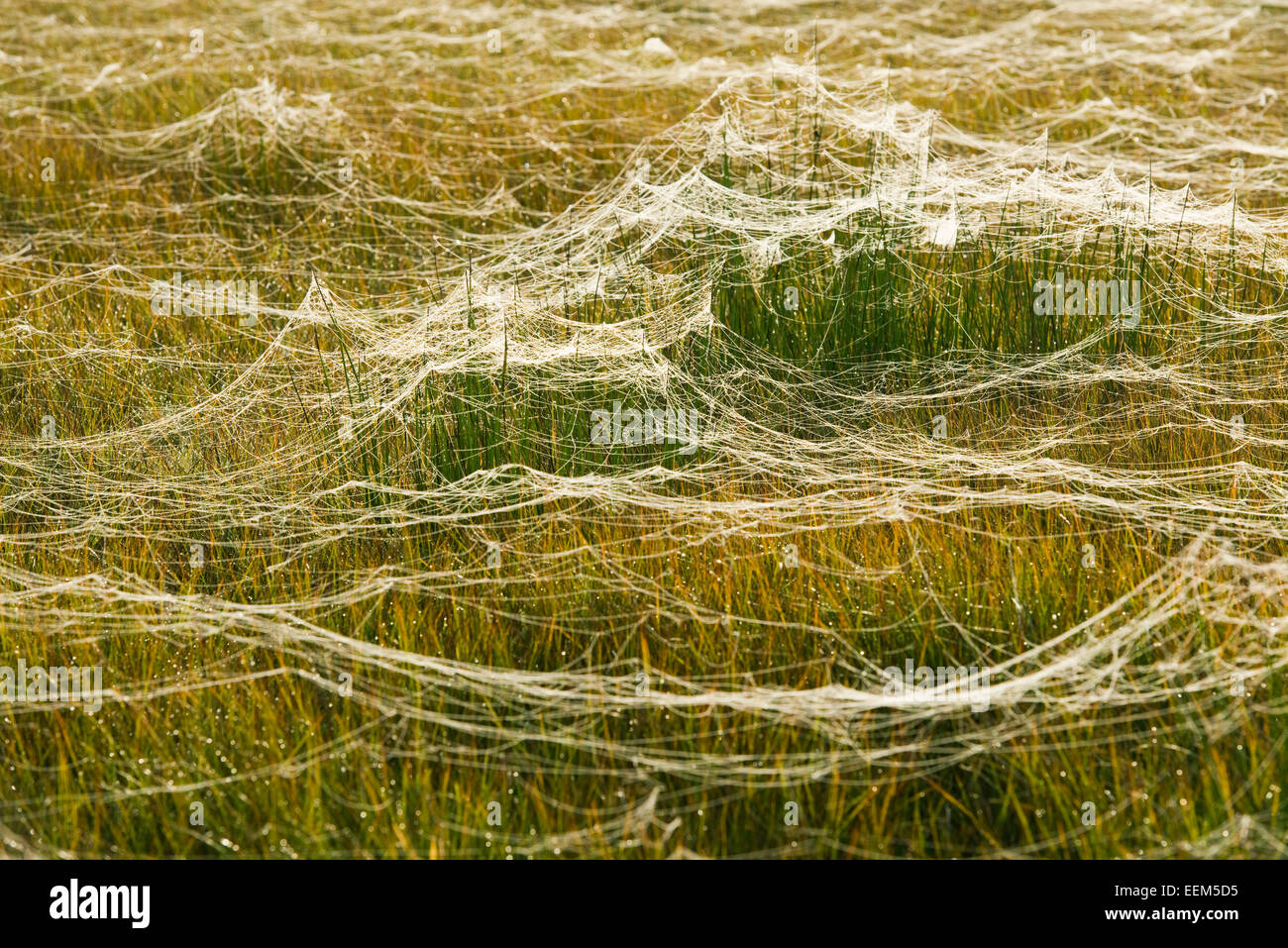 Area of marsh hi-res stock photography and images - Alamy