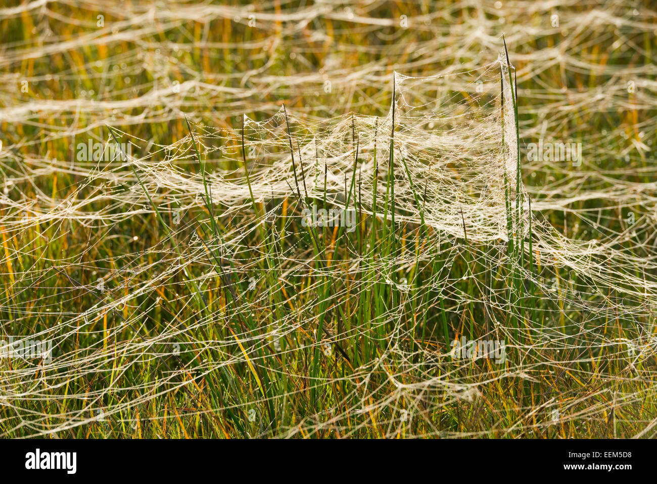 Area of marsh hi-res stock photography and images - Alamy