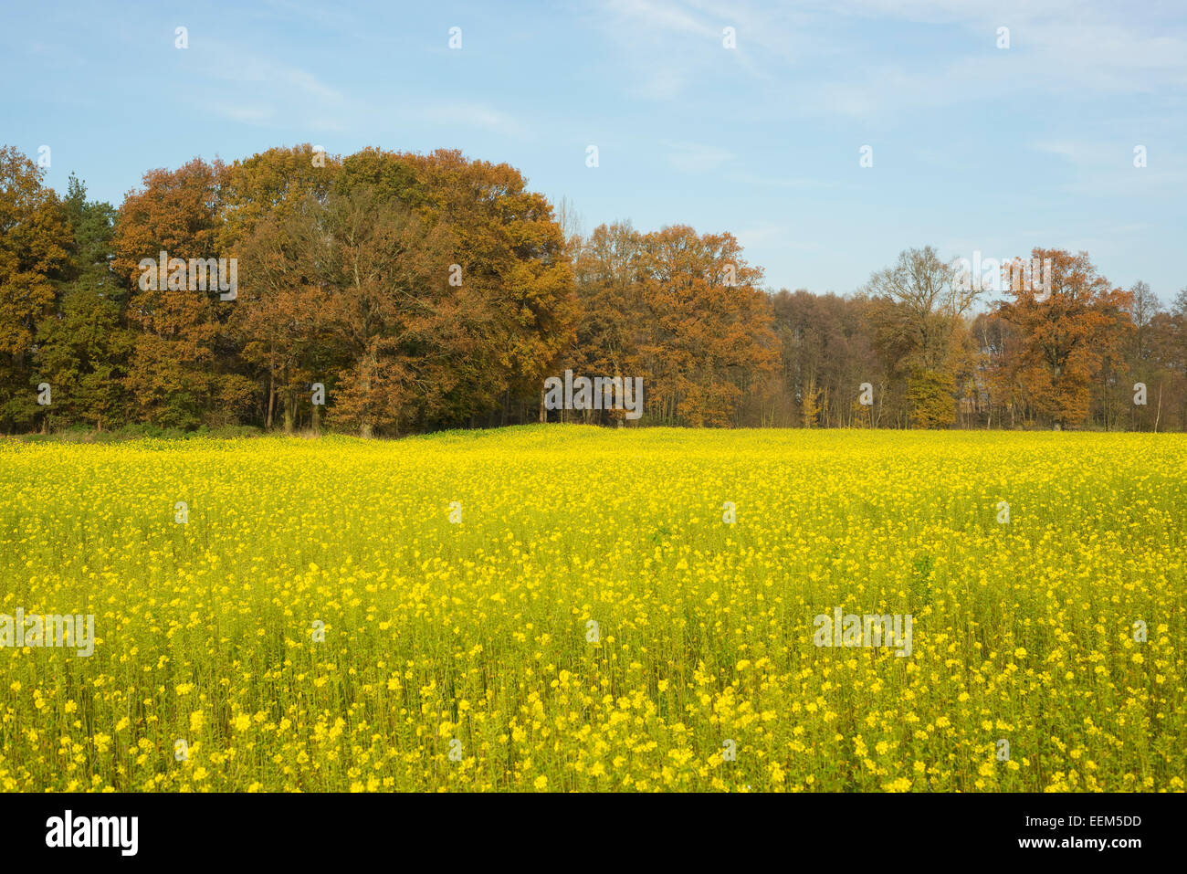 White Mustard (Sinapis alba), yellow flowering field in the autumn ...