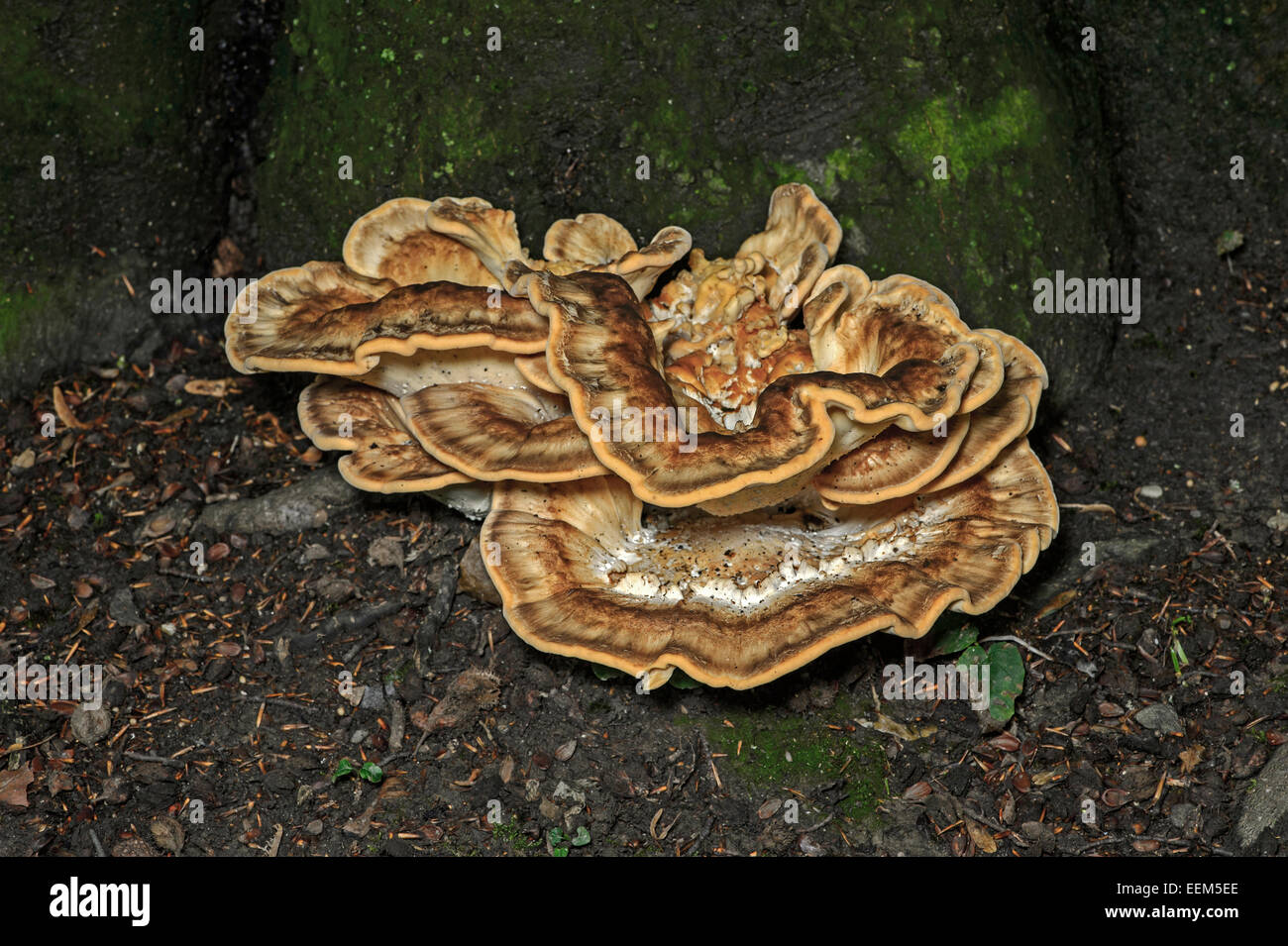 Wood-decomposing Giant Polypore or Black-staining Polypore fungus ...