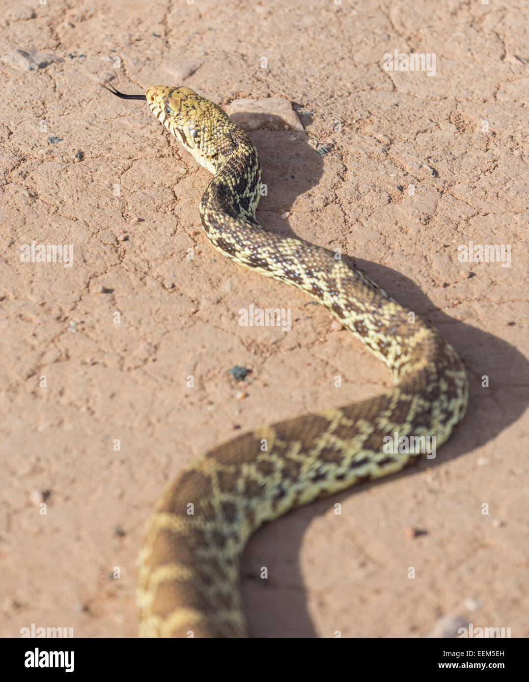 Pacific Gopher Snake (Pituophis catenifer catenifer), Colorado, United ...