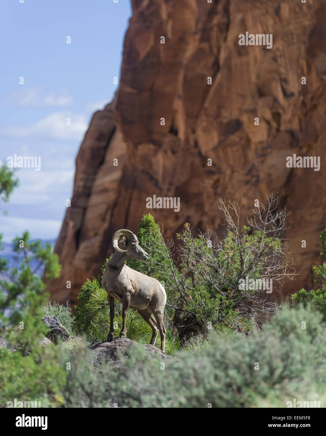 Desert Bighorn Sheep (Ovis canadensis nelsoni), Colorado National ...