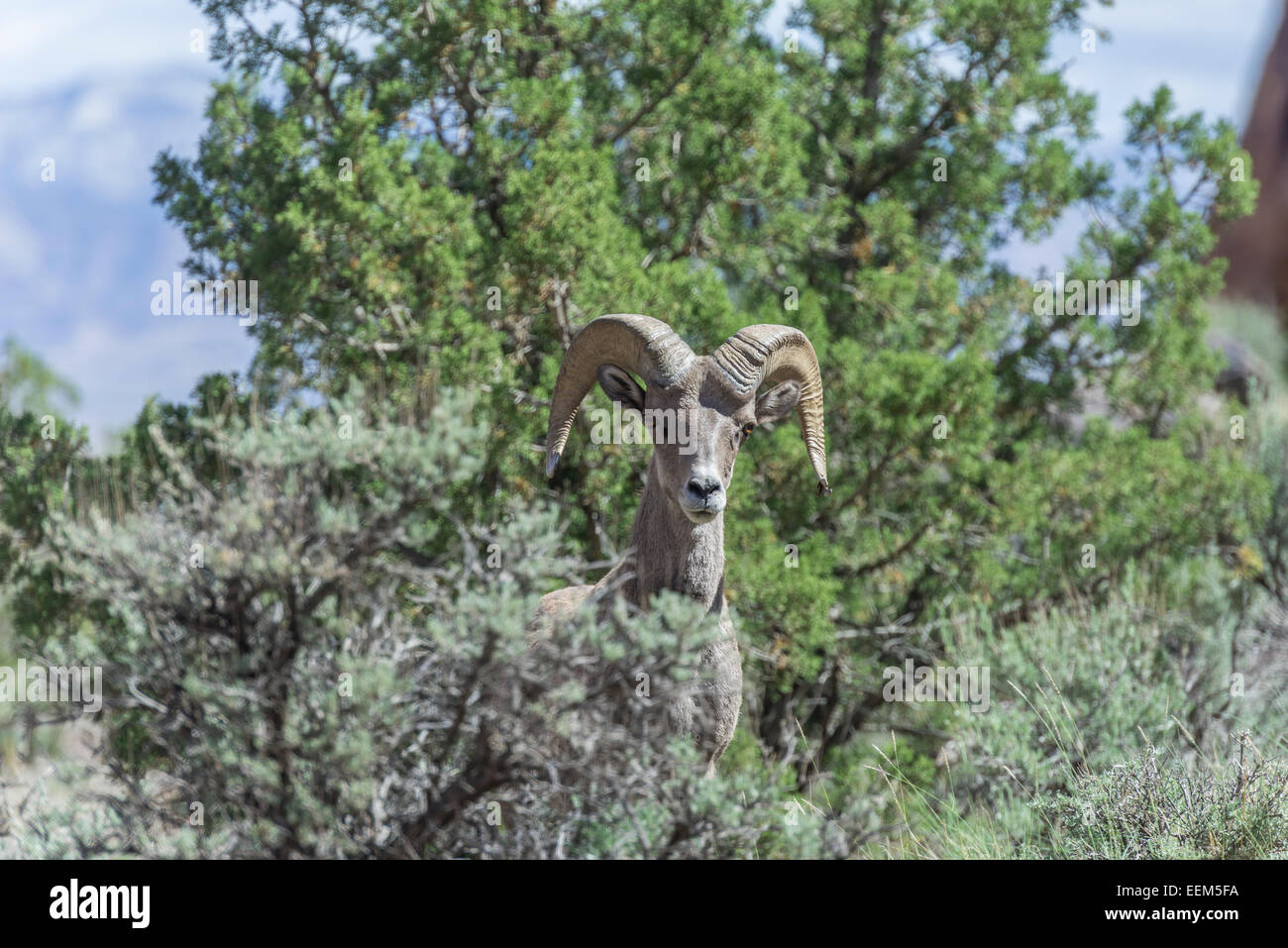 Nelsons bighorn High Resolution Stock Photography and Images - Alamy