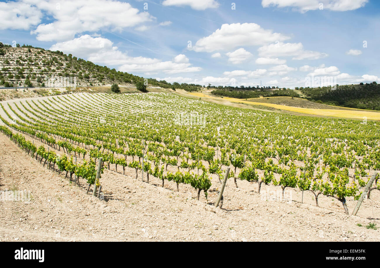Mediterranean Climate Vegetation