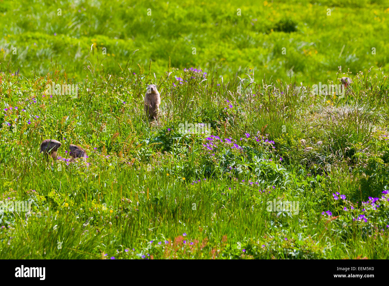 Marmots in alps hi-res stock photography and images - Alamy