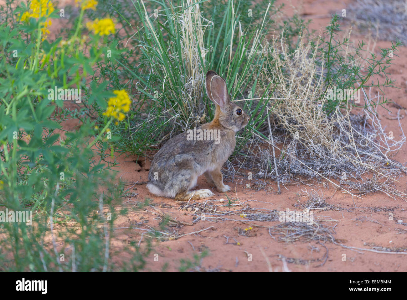 Desert cottontail hi-res stock photography and images - Alamy