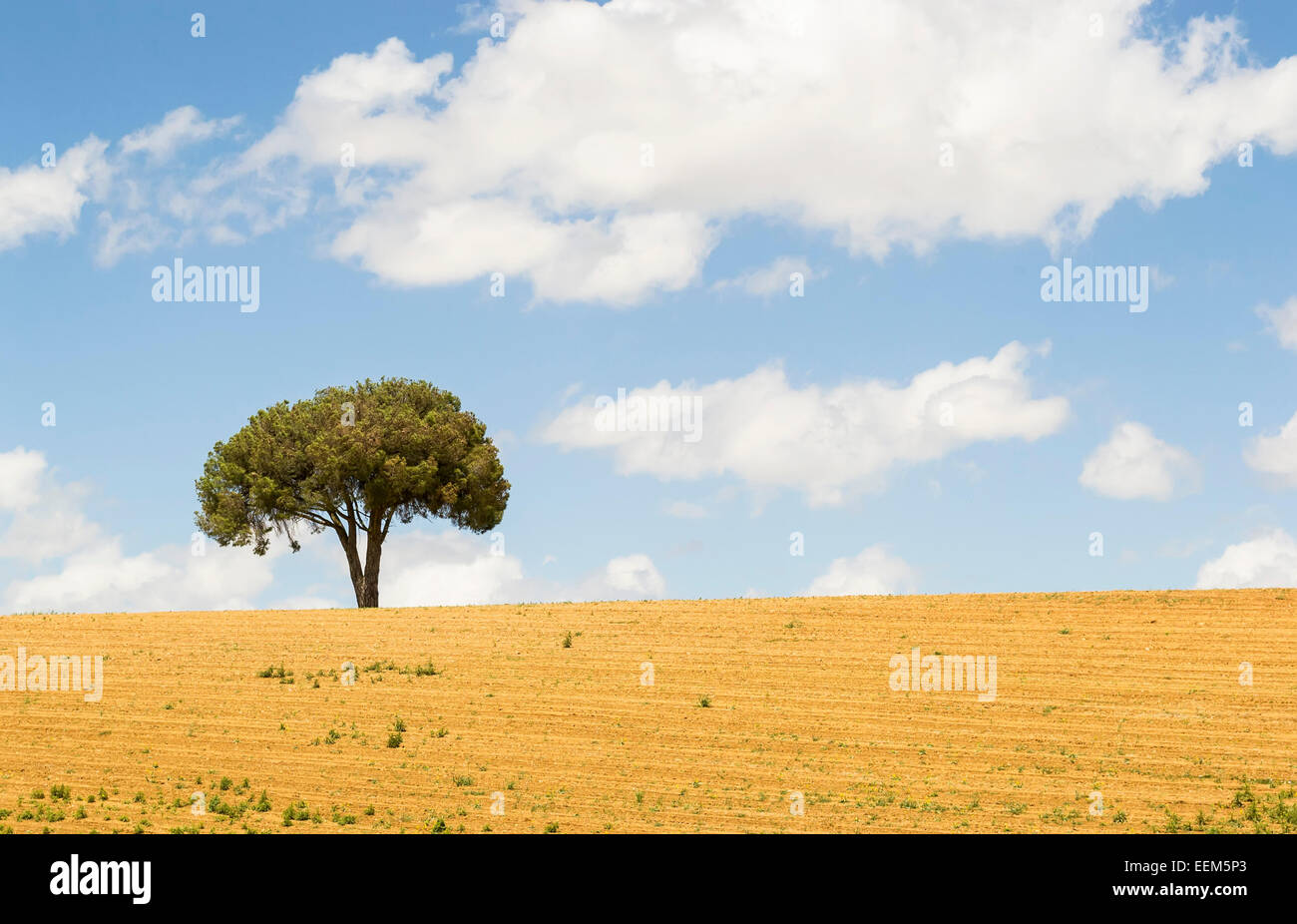 Solitary pine tree in the middle of the field Stock Photo - Alamy