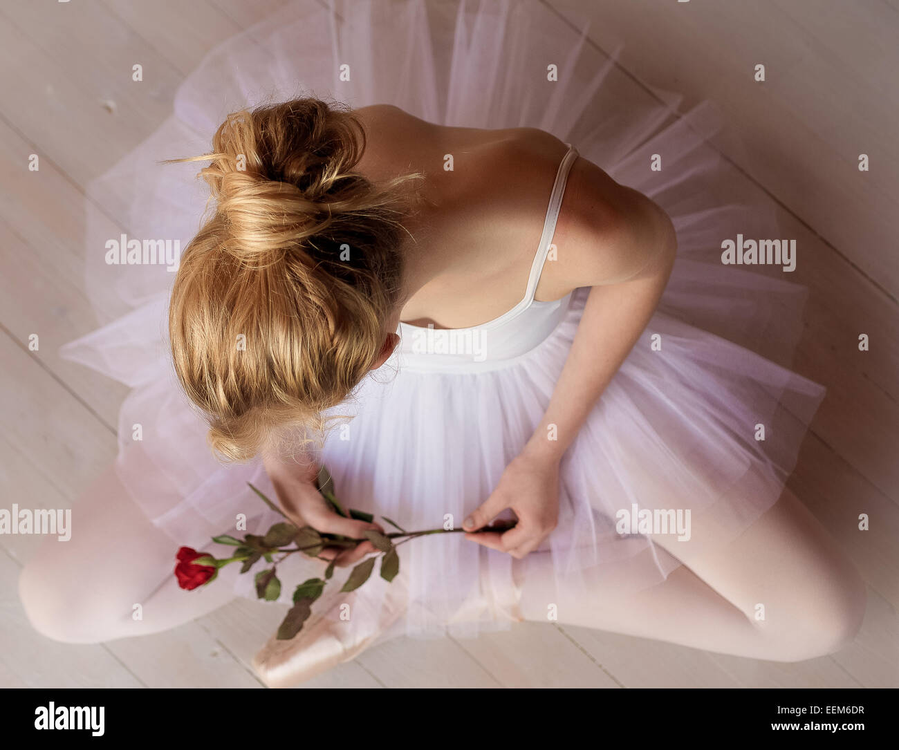 Ballerina rose hi-res stock photography and images - Alamy