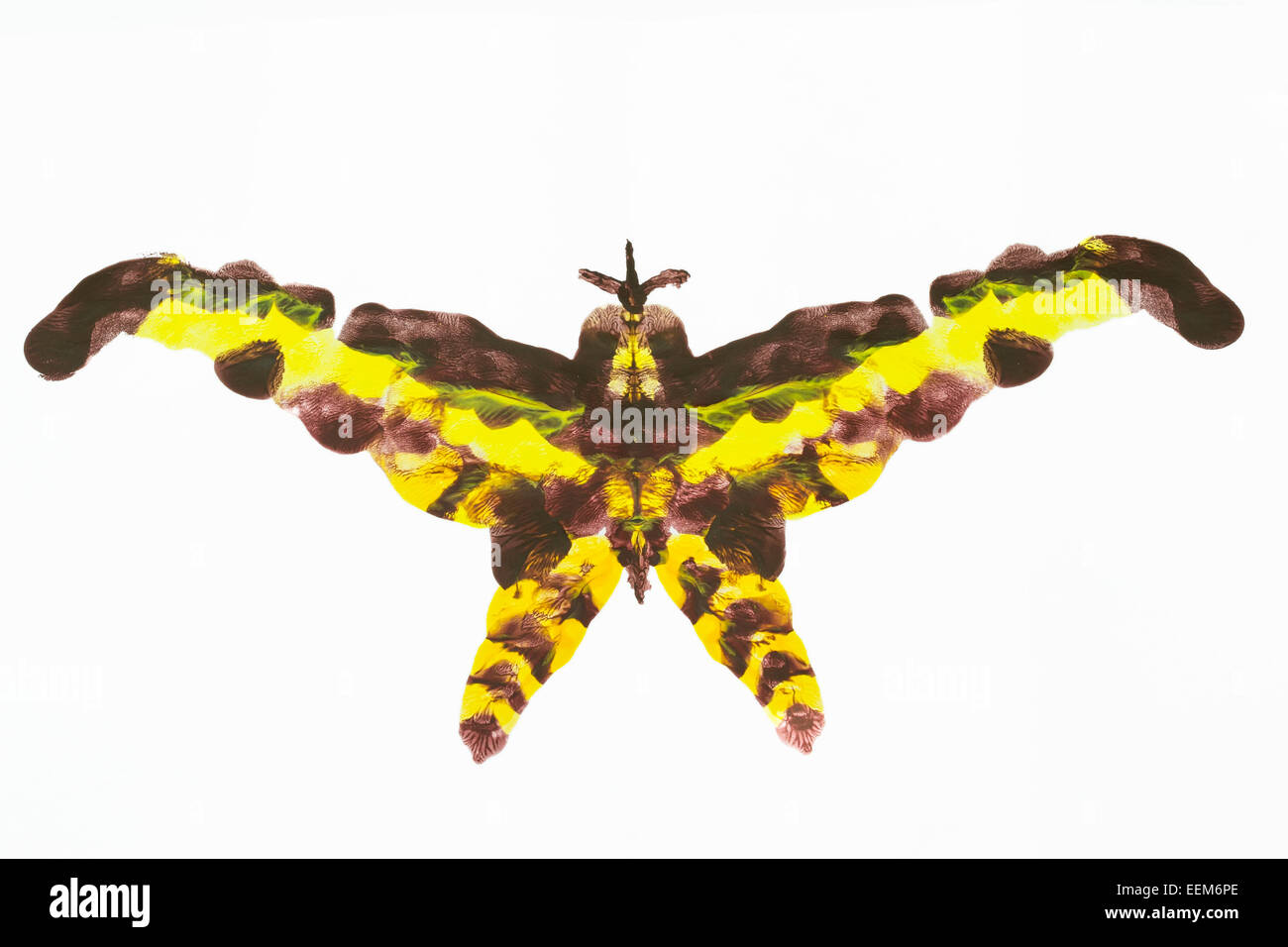 Abstract shape similar to an insect moth made from symmetrical blending ...