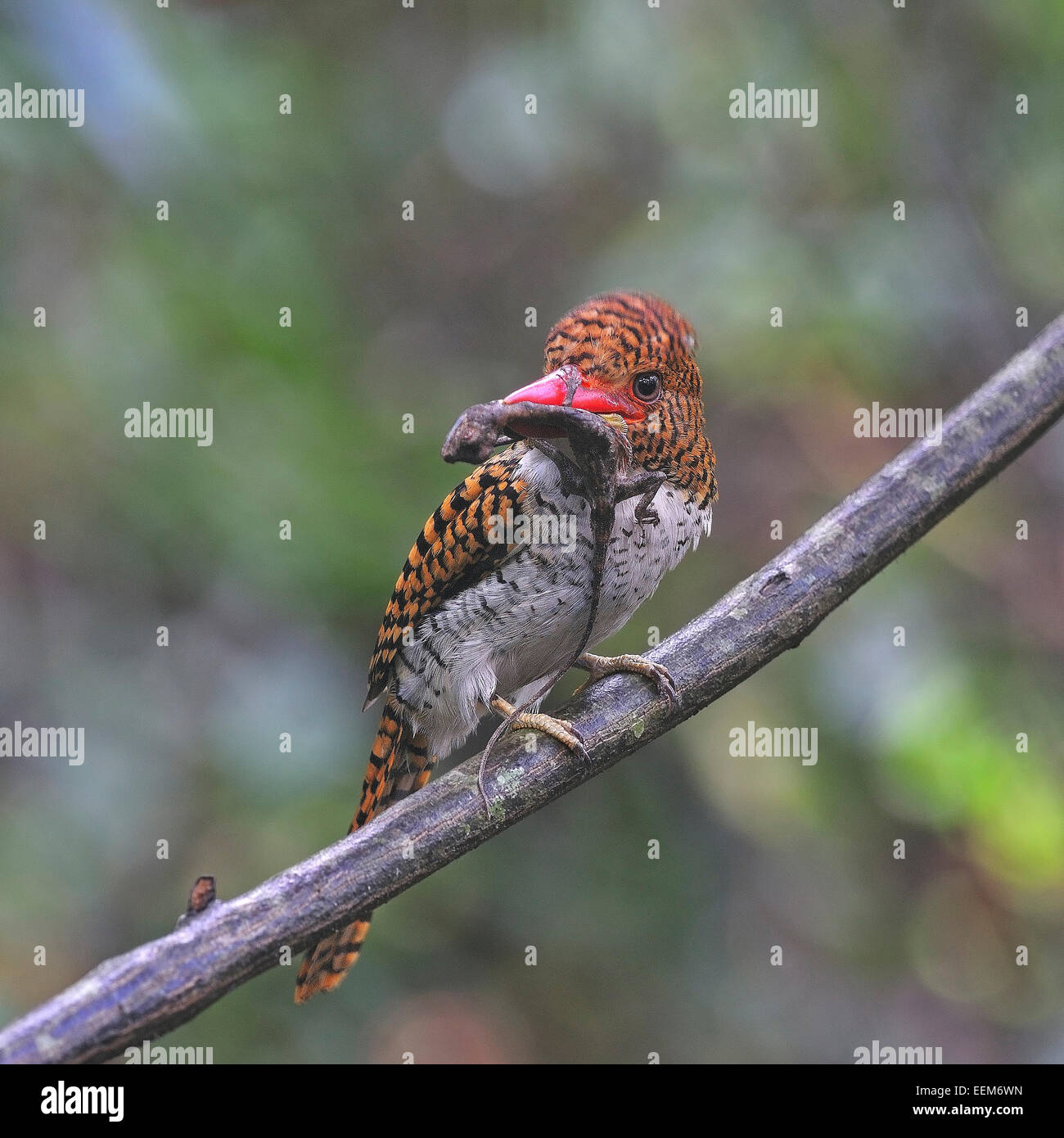 Colorful Kingfisher bird, female Banded Kingfisher (Lacedo pulchella ...