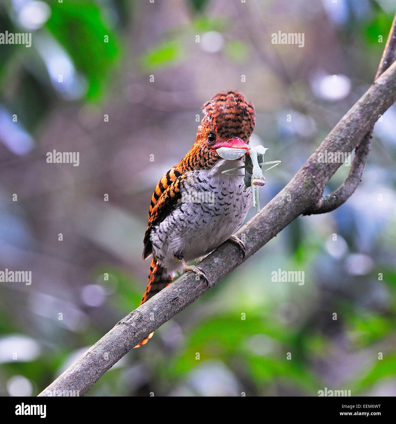 Colorful Kingfisher bird, female Banded Kingfisher (Lacedo pulchella ...