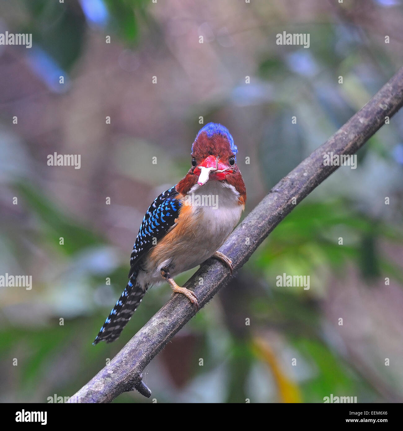 Colorful Kingfisher bird, male Banded Kingfisher (Lacedo pulchella ...