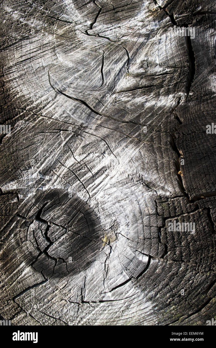 Burned tree trunk surface with cracks an knots, texture Stock Photo - Alamy