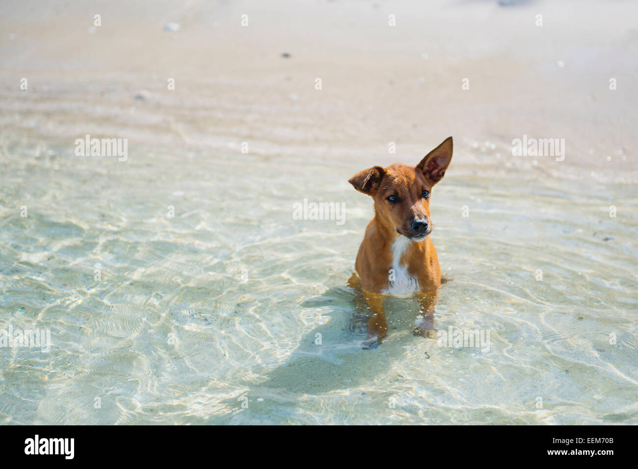 Dog in sea Stock Photo - Alamy