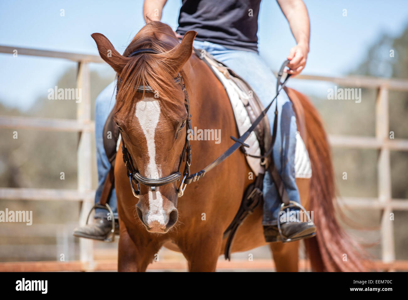 Man riding horse hi-res stock photography and images - Alamy