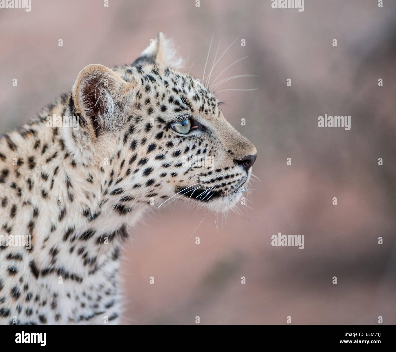 Portrait of a leopard cub hi-res stock photography and images - Alamy
