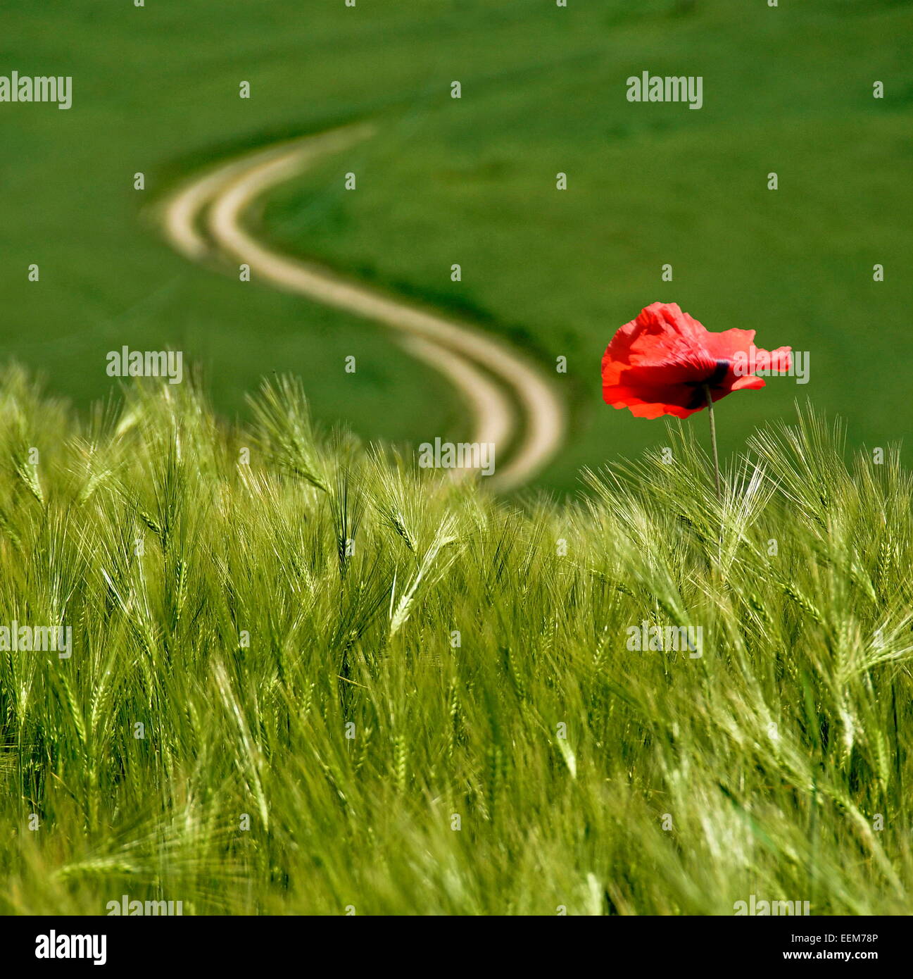 Italy, Tuscany, Pienza, Red poppy in green spikelets Stock Photo - Alamy