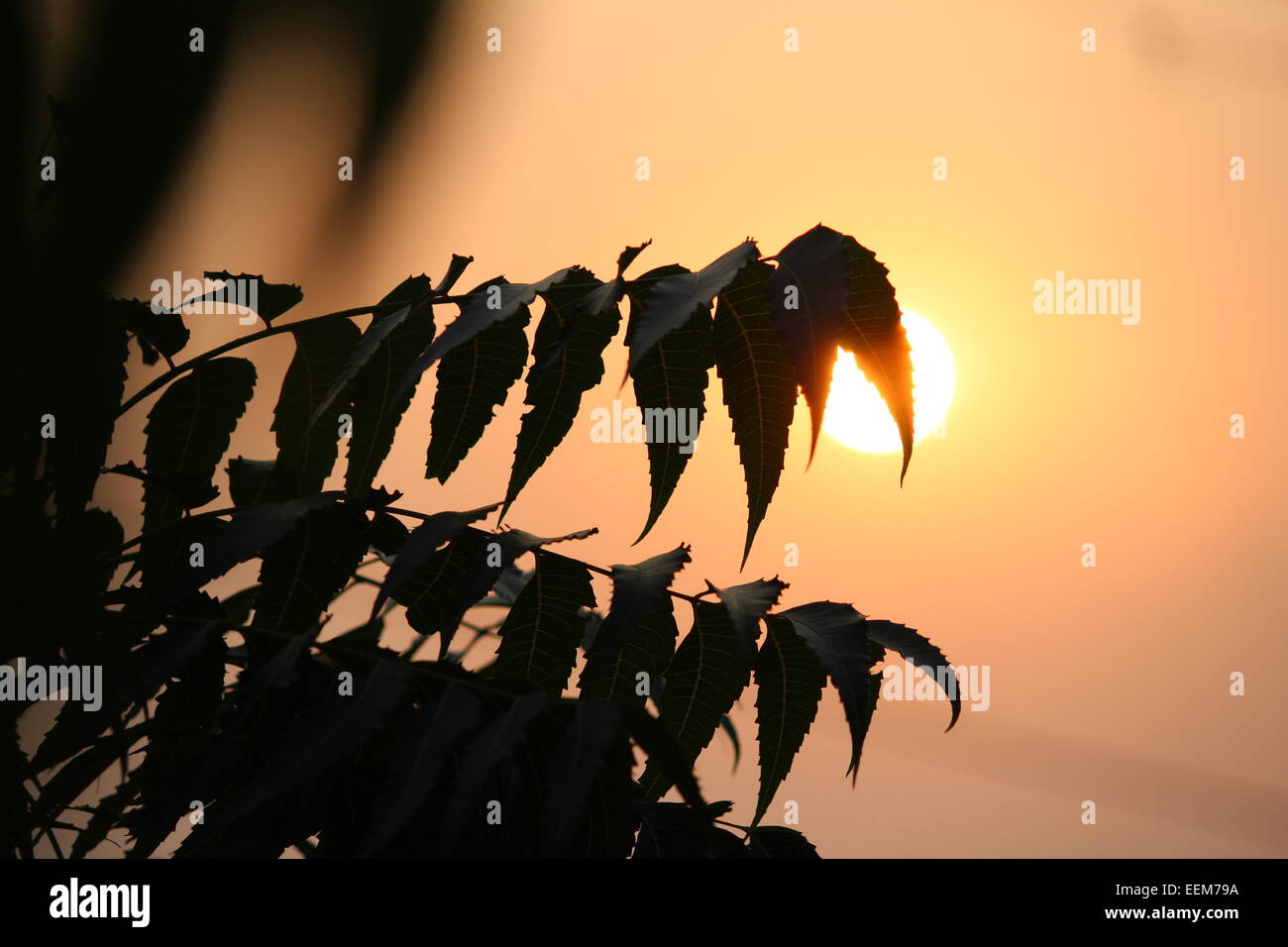 India tree hi-res stock photography and images - Alamy