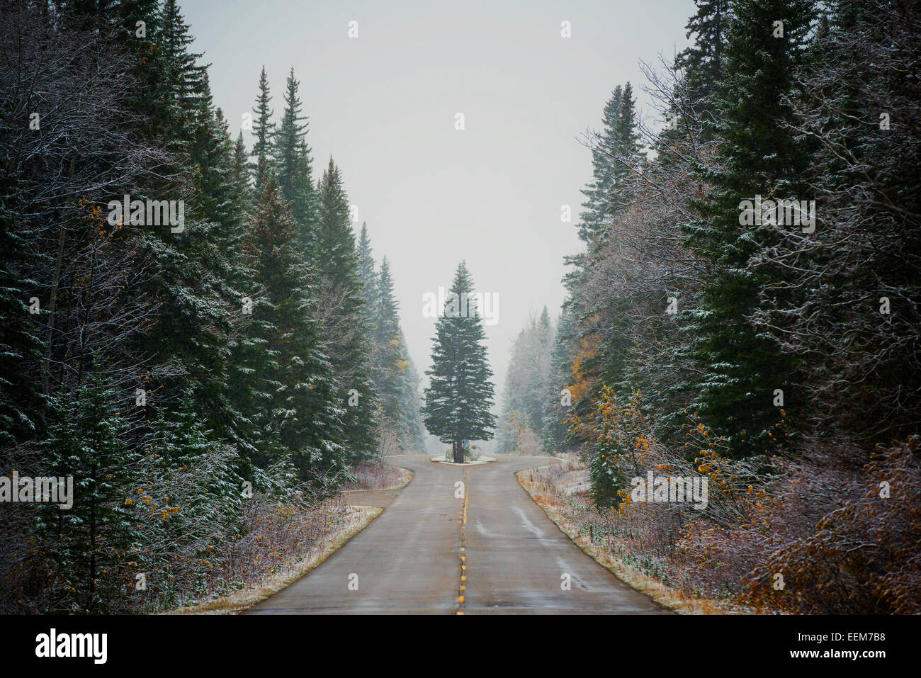 Symmetrical trees hi-res stock photography and images - Alamy