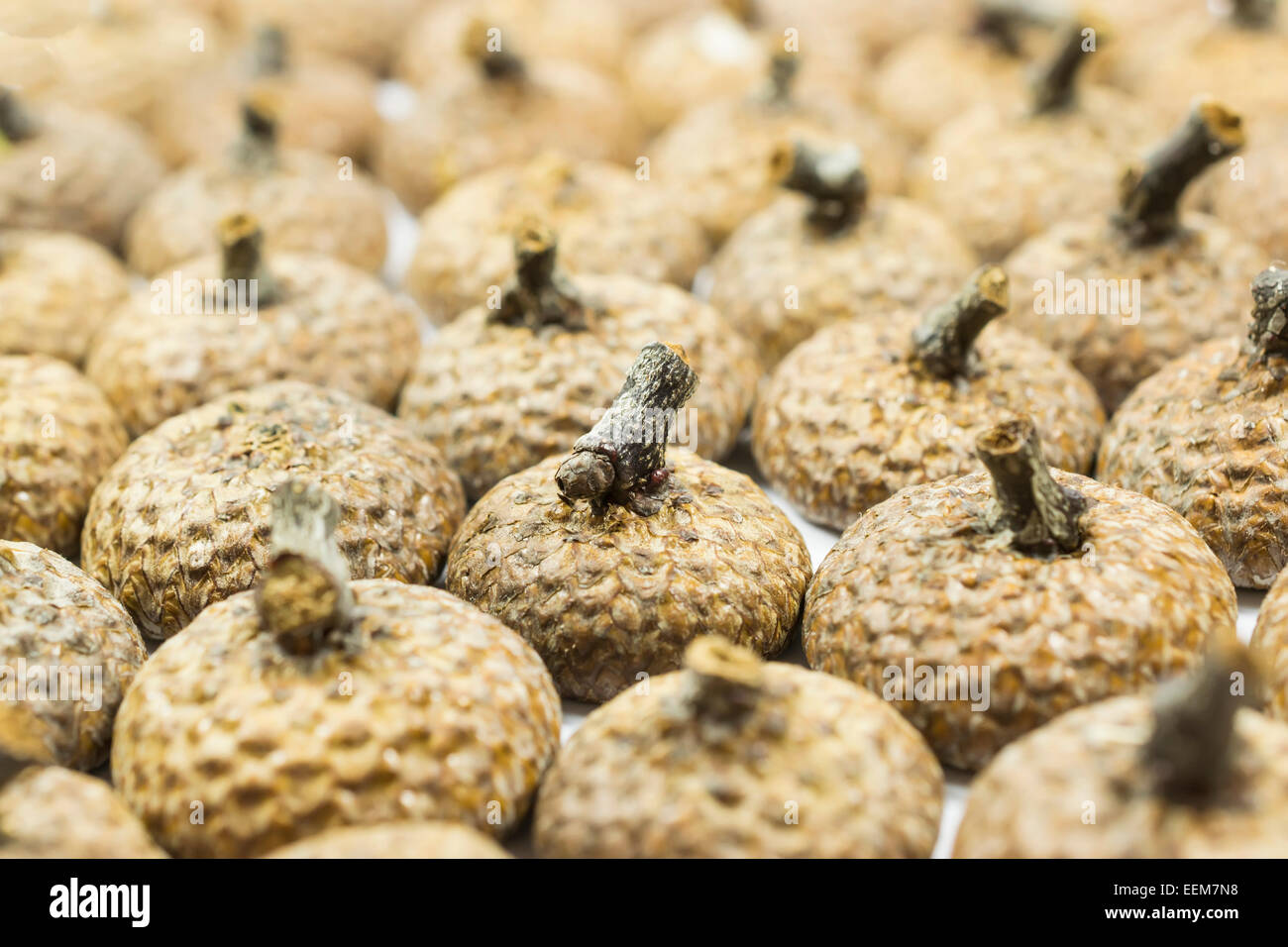 Rows of acorn caps with small wooden tails in close-up, background ...
