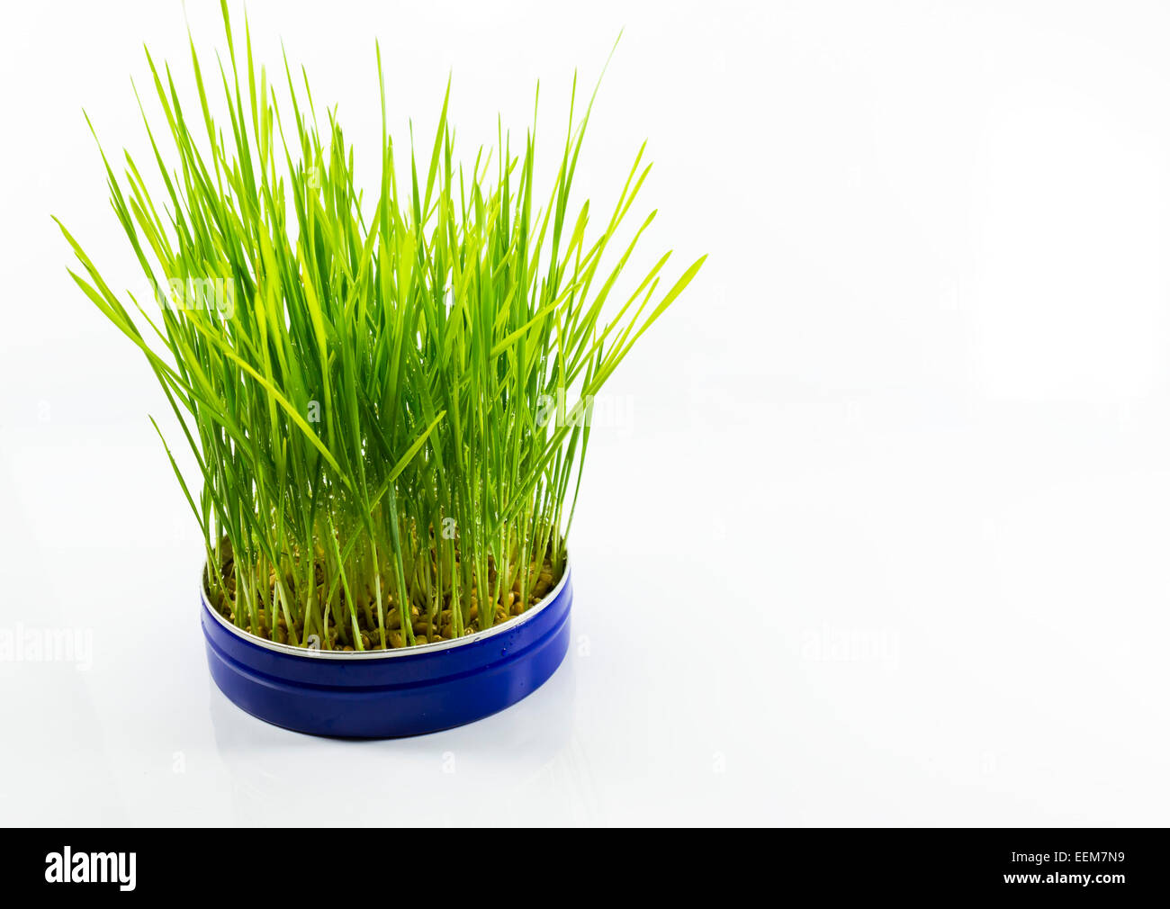 Green blades of germinated wheat seeds in a blue aluminum can, as a ...