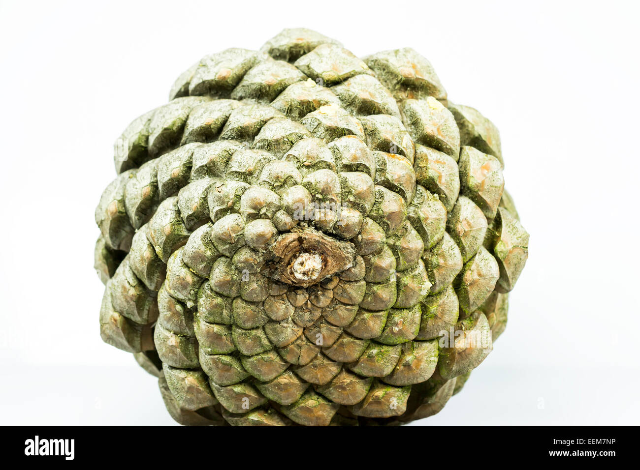 Fibonacci sequence geometric spiral hi-res stock photography and images ...