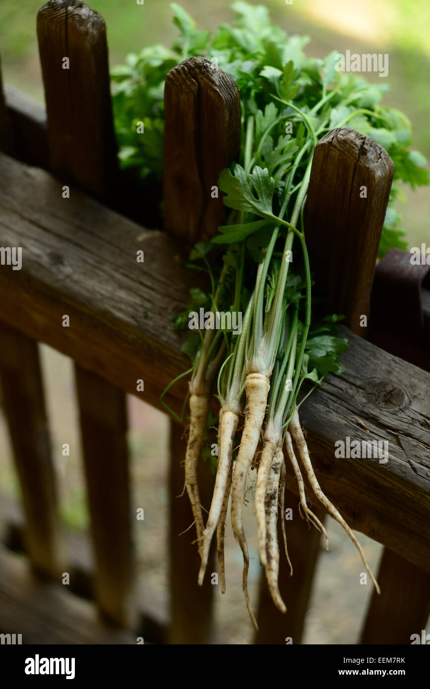 Bunch of fresh parsley Stock Photo - Alamy