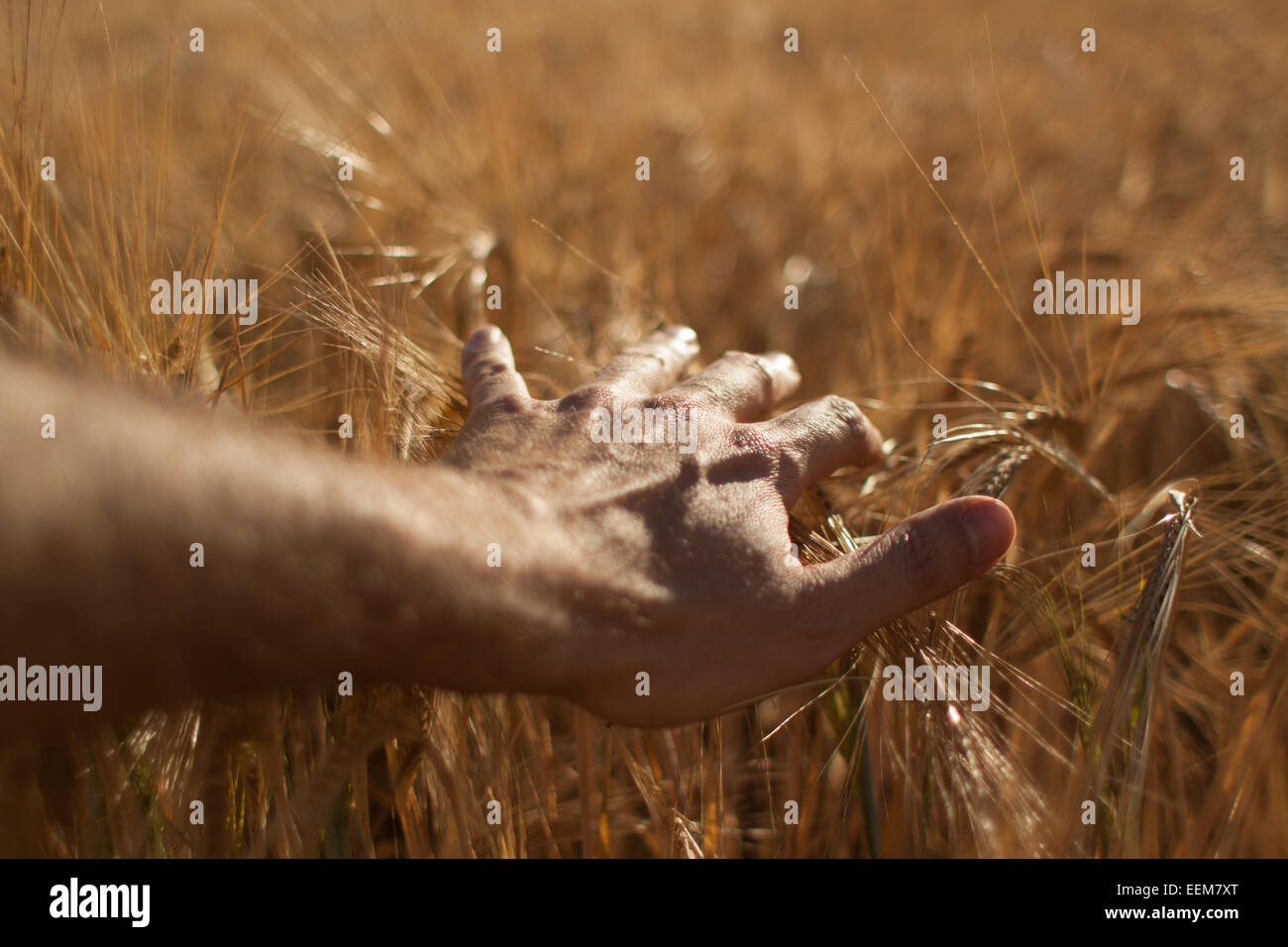 Human hand touching grass hi-res stock photography and images - Alamy