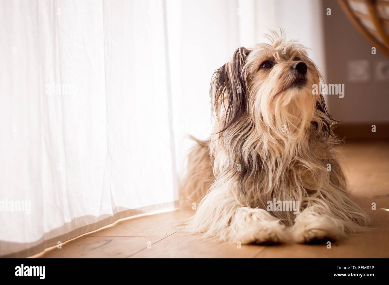 Dog lying on floor Stock Photo - Alamy