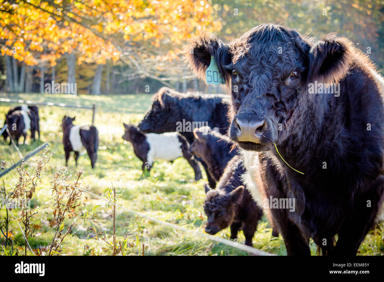 Belted galloways herd hi-res stock photography and images - Alamy
