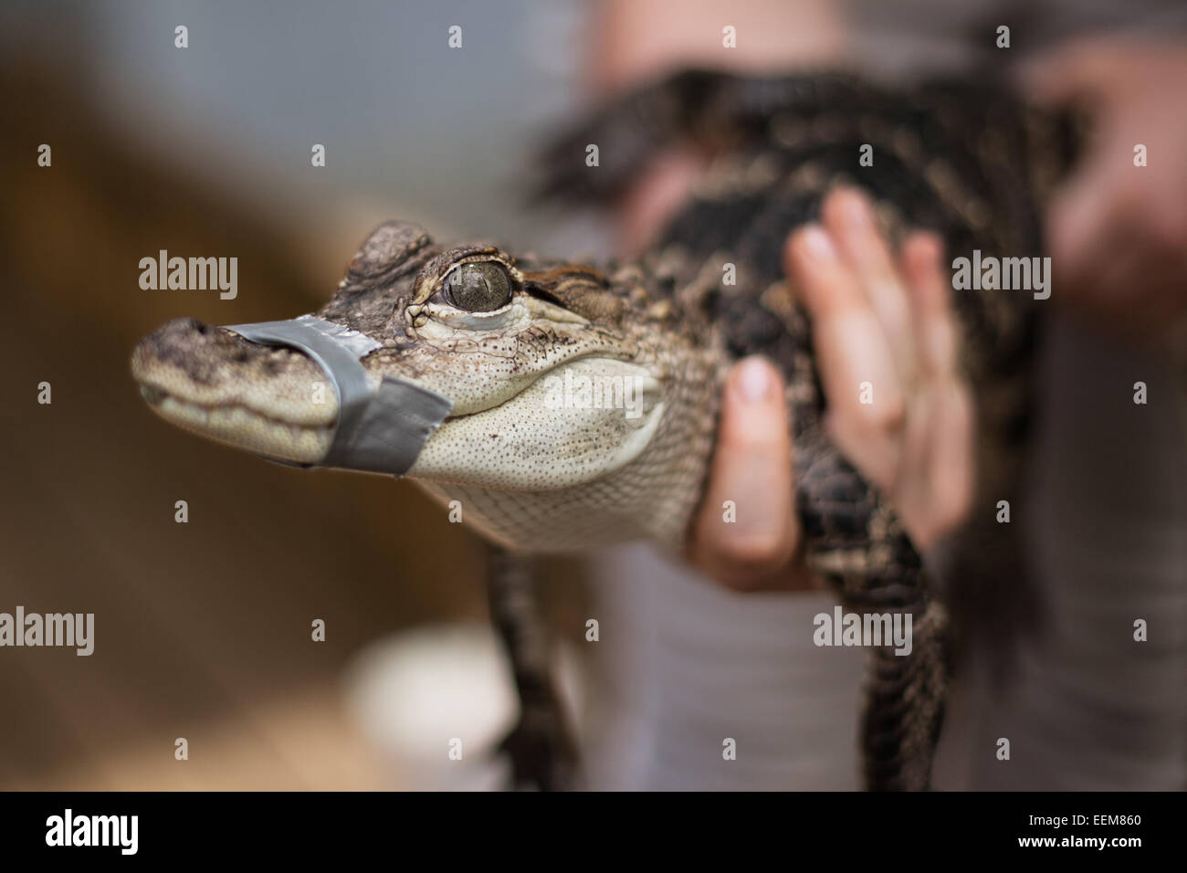 Baby alligator hi-res stock photography and images - Alamy