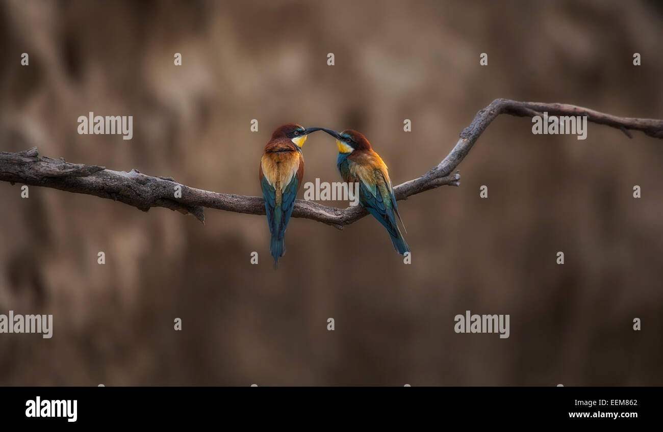 Two love birds branch hi-res stock photography and images - Alamy