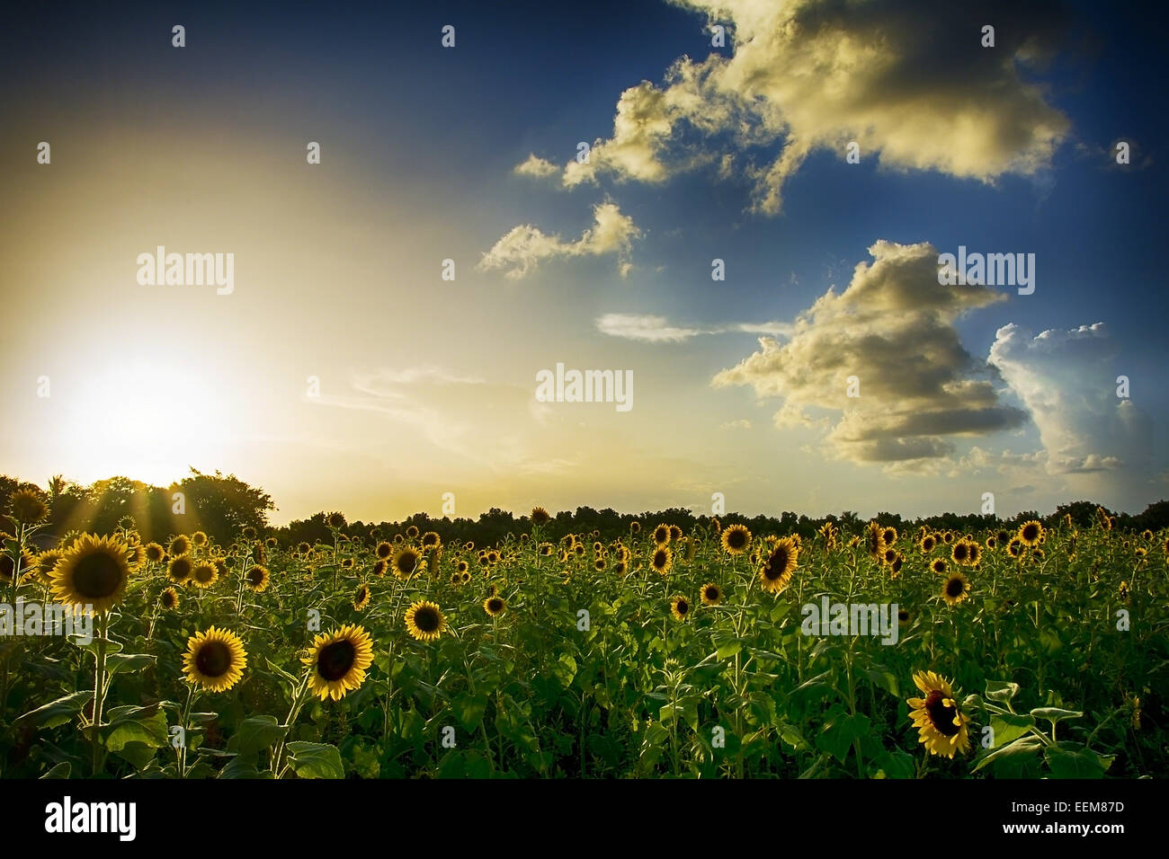 Sunset over sunflower field Stock Photo - Alamy