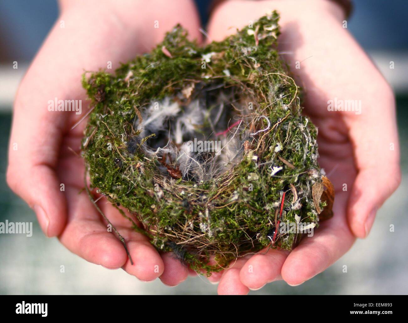 Hands holding birds nest hi-res stock photography and images - Alamy