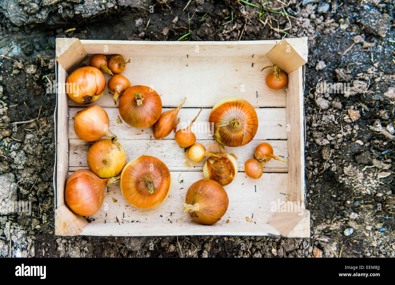 Close up of crate of variety of onions Stock Photo - Alamy