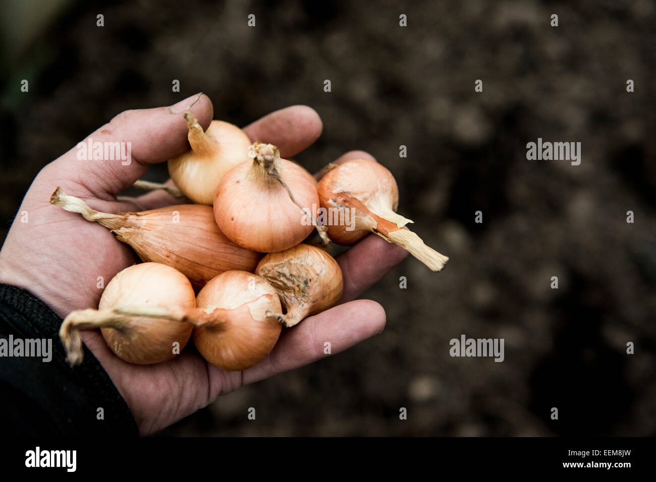 Close up of hand holding variety of onions Stock Photo - Alamy