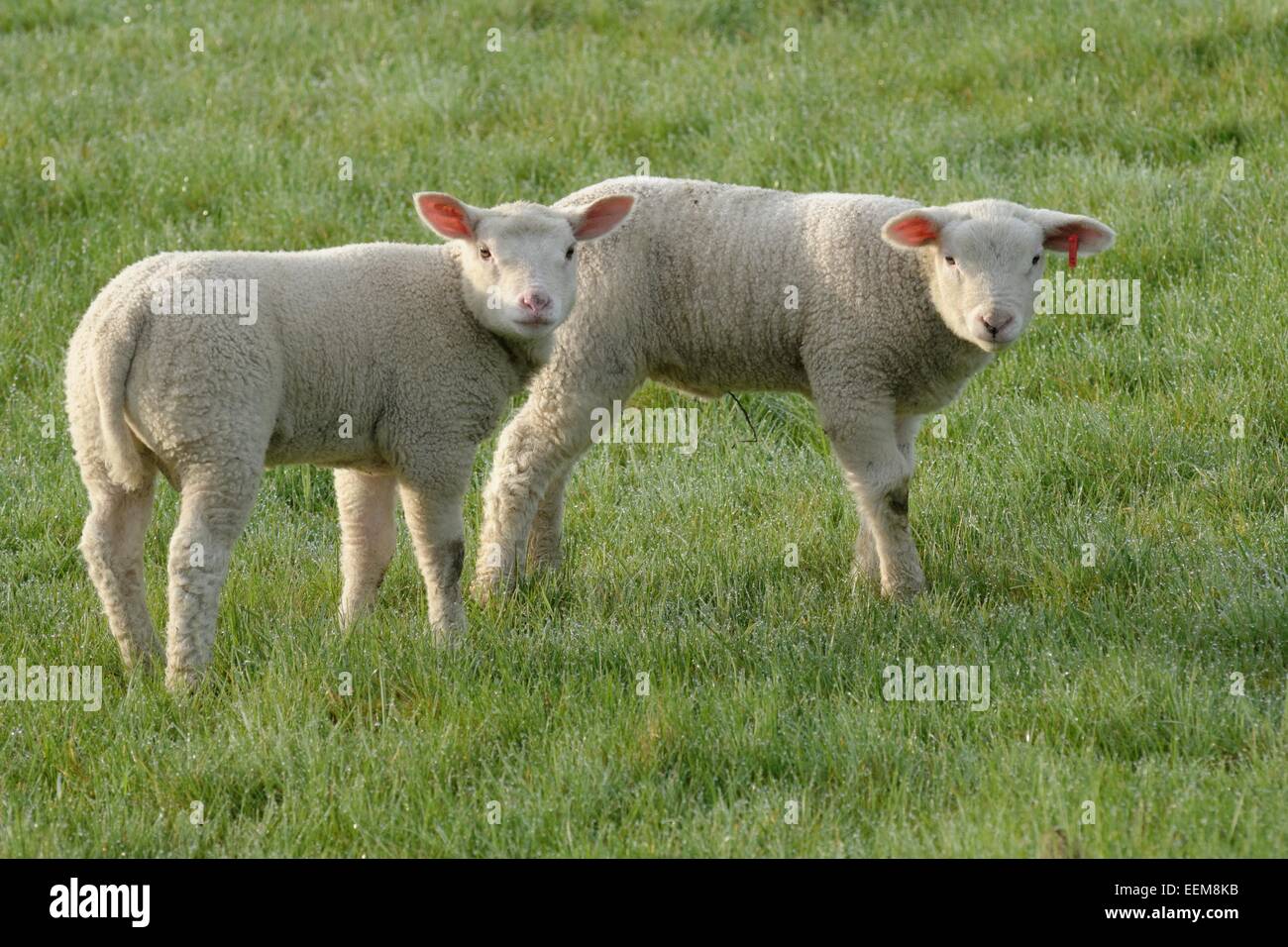 Two lambs hi-res stock photography and images - Alamy
