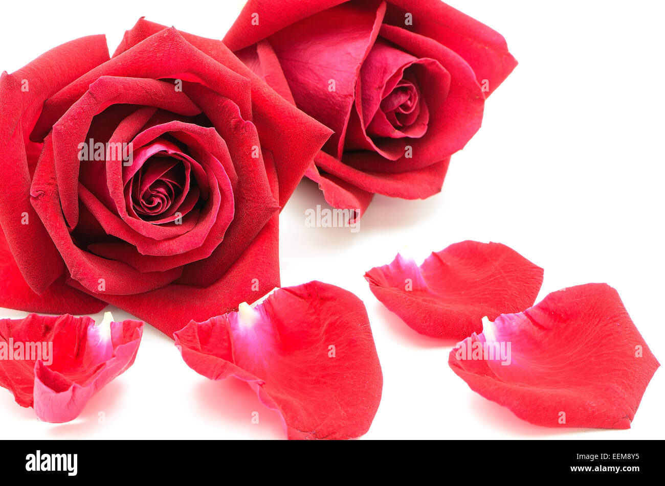 Red rose, isolated on a white background Stock Photo - Alamy