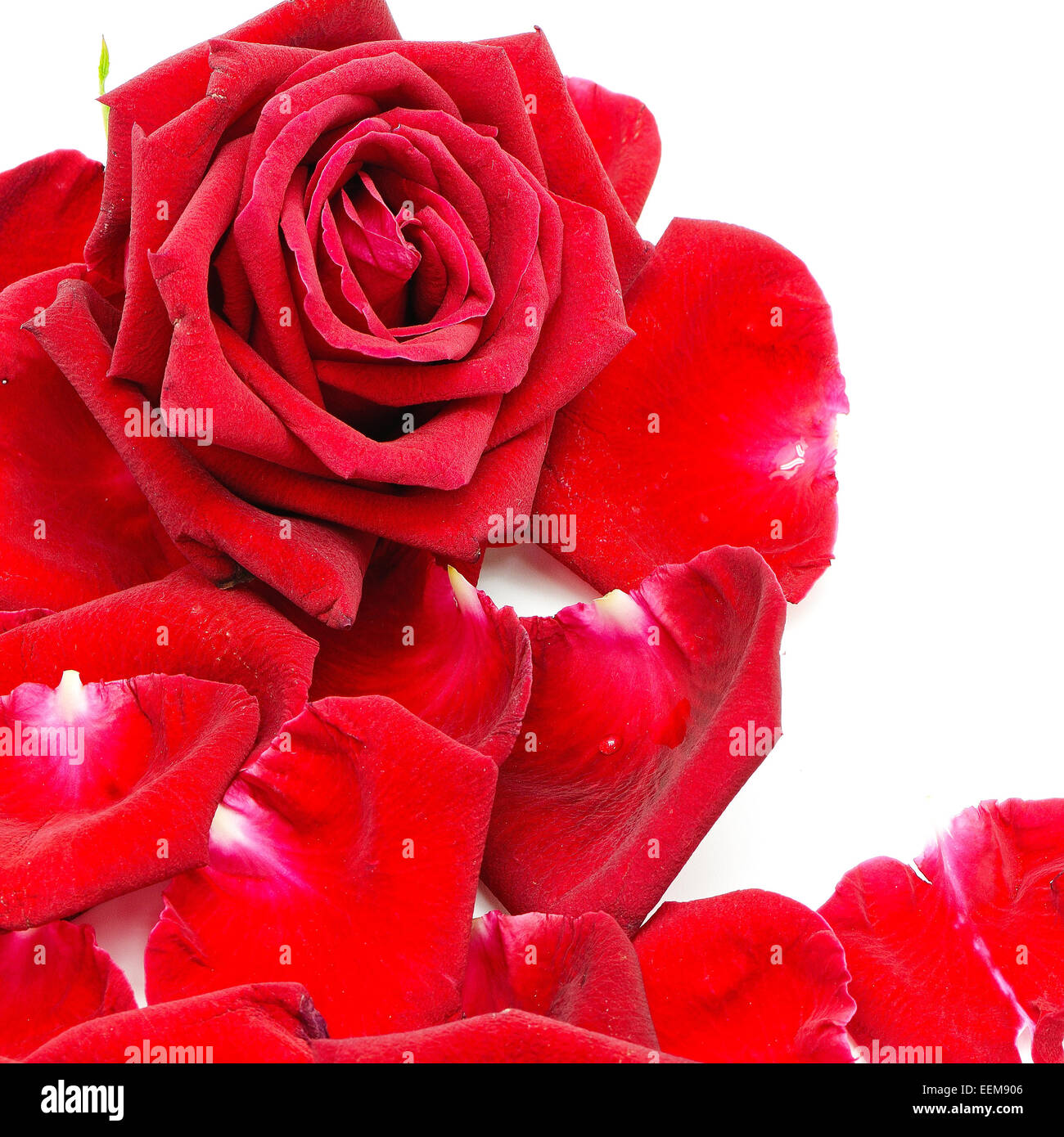 Red rose, isolated on a white background Stock Photo - Alamy