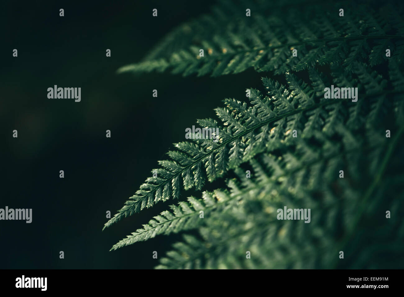 Detail of fern leaf Stock Photo - Alamy
