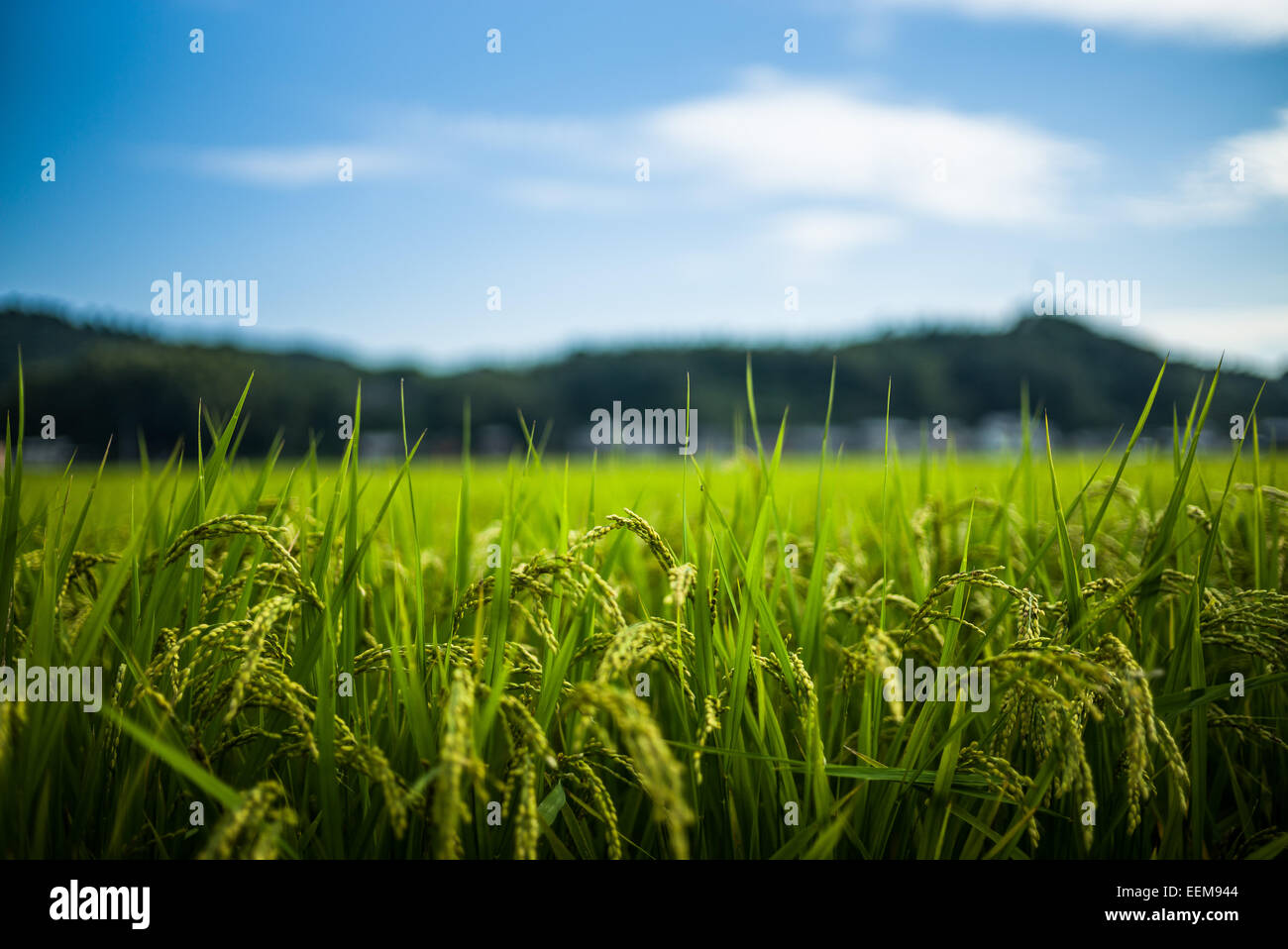 Rice field japan hi-res stock photography and images - Alamy
