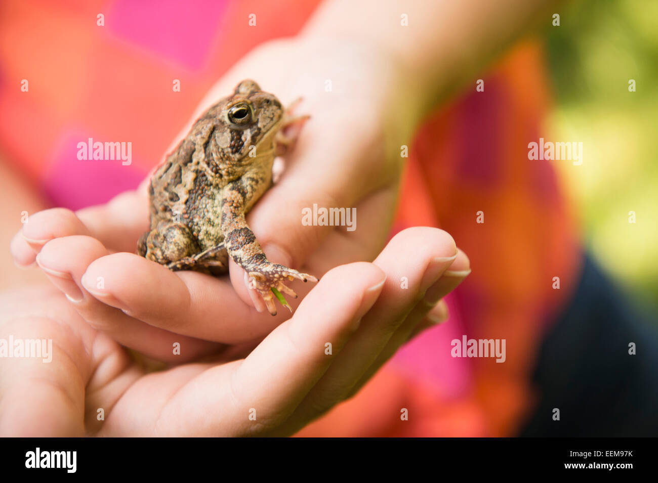 Girl with frog hi-res stock photography and images - Alamy