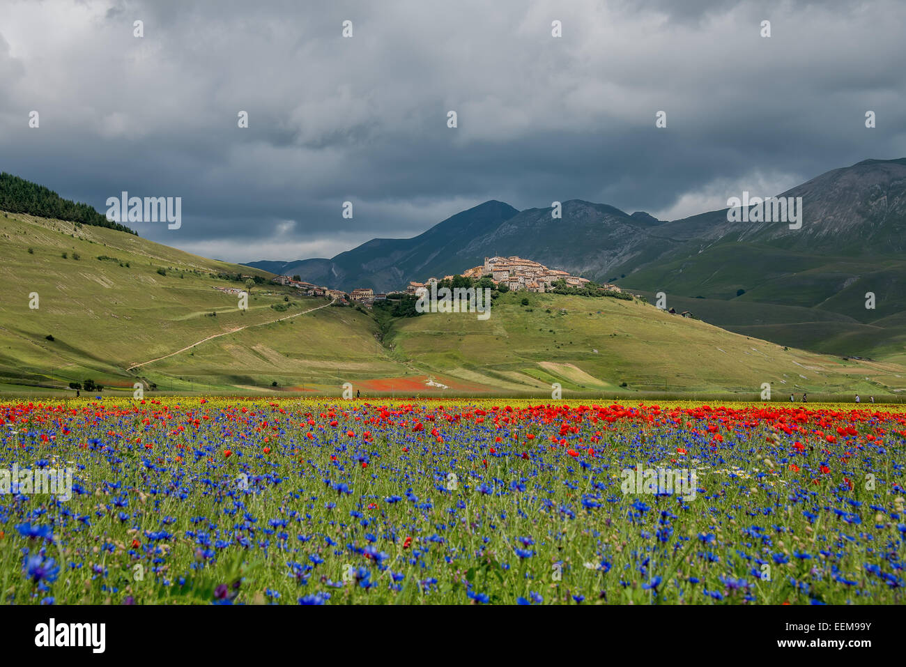 Italy, Umbria, Perugia, Castelluccio, Landscape with flower field Stock ...