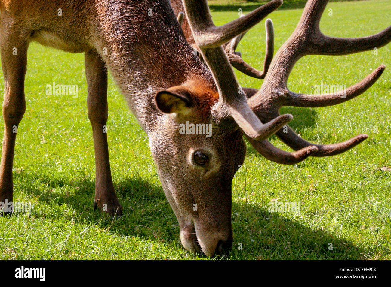 Deer Eating Grass High Resolution Stock Photography and Images - Alamy